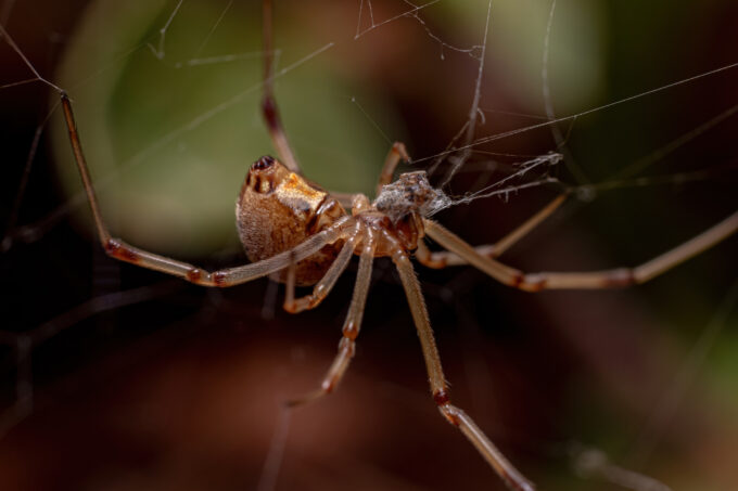 NJ Brown Spiders: What You Need to Know This Summer - Allison Pest ...