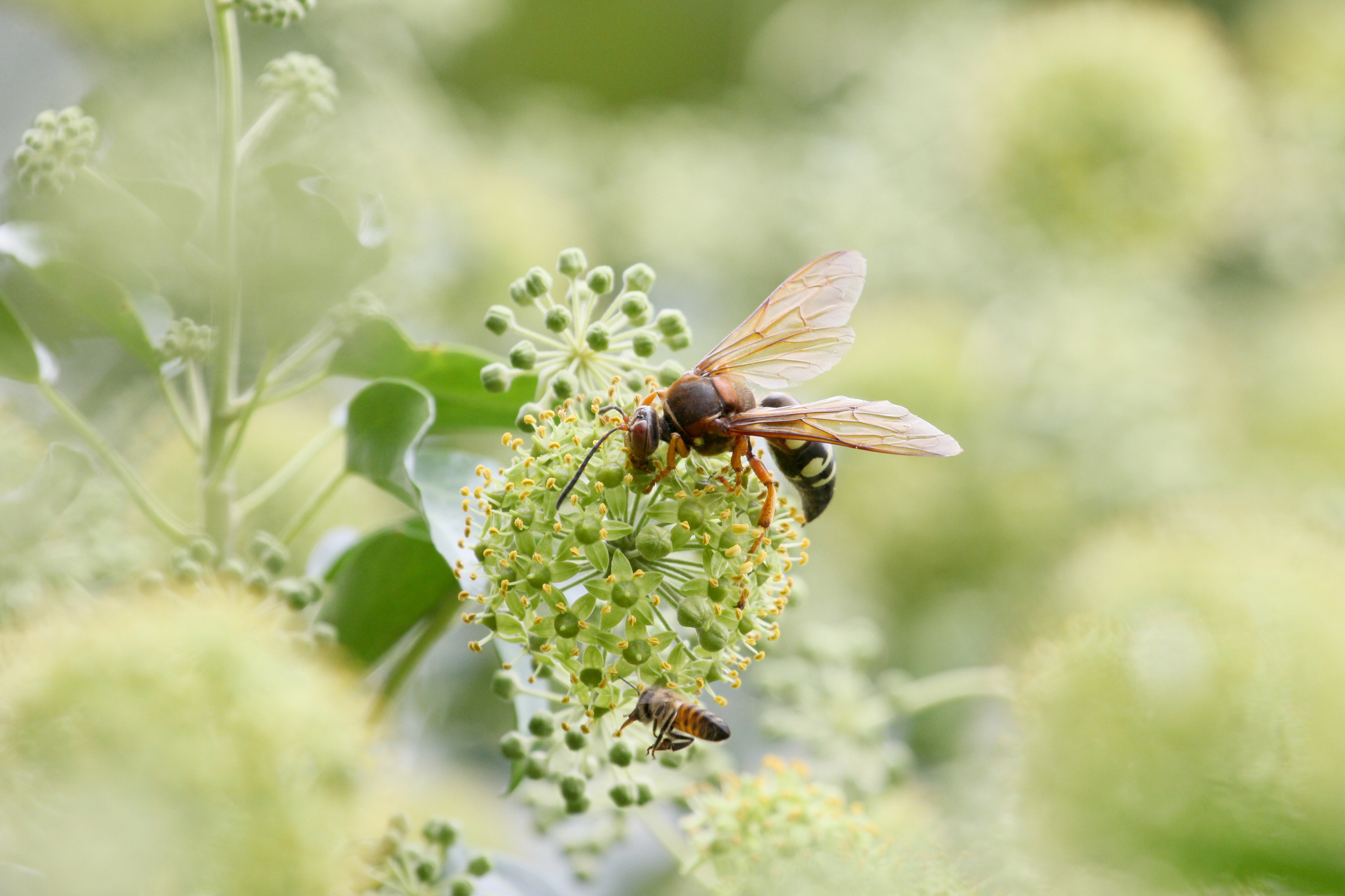 Understanding Cicada Killer Wasps in New Jersey - Allison Pest Control ...