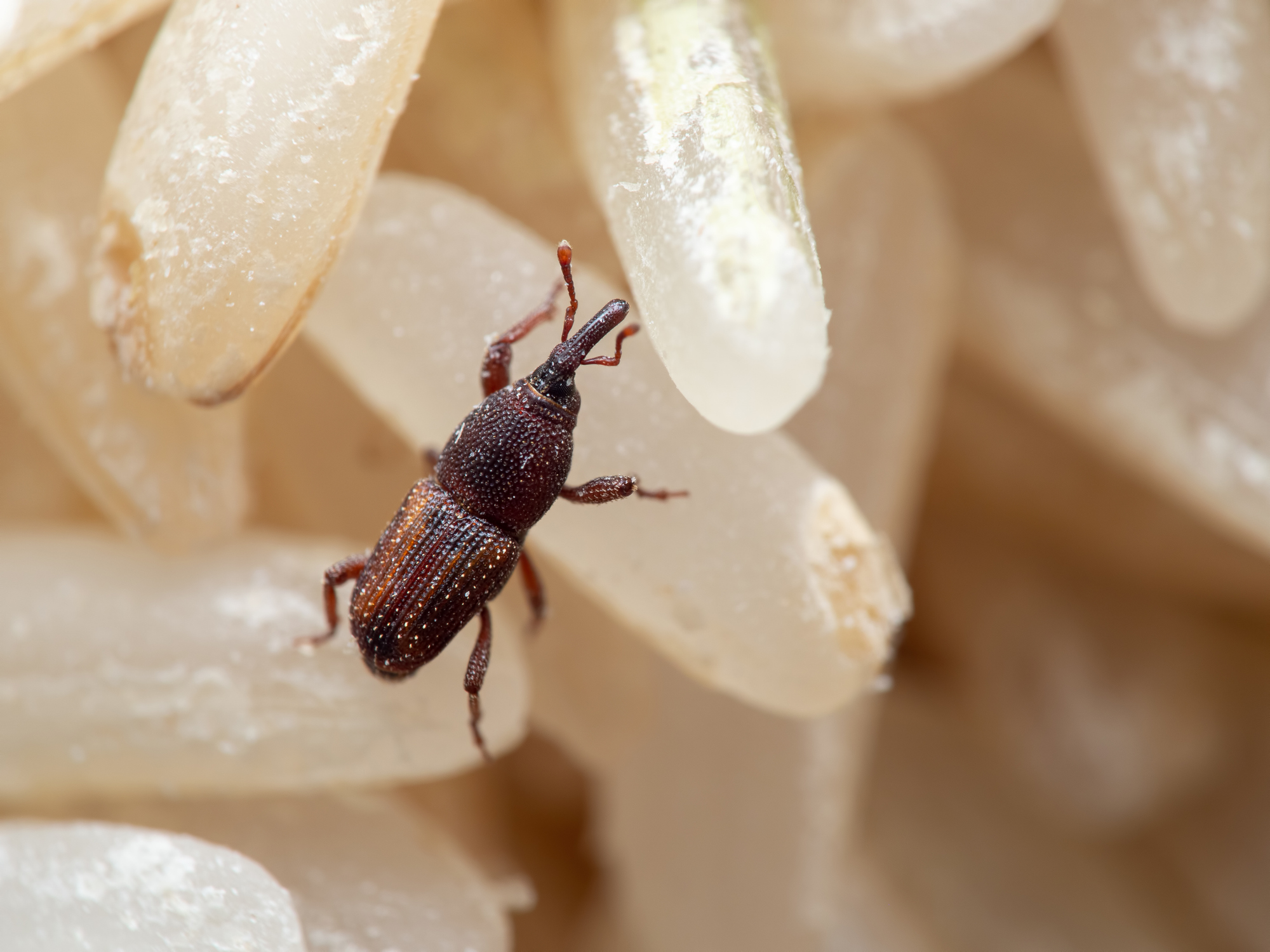 Weevil Infestation Prevention - Allison Pest Control - Since 1917