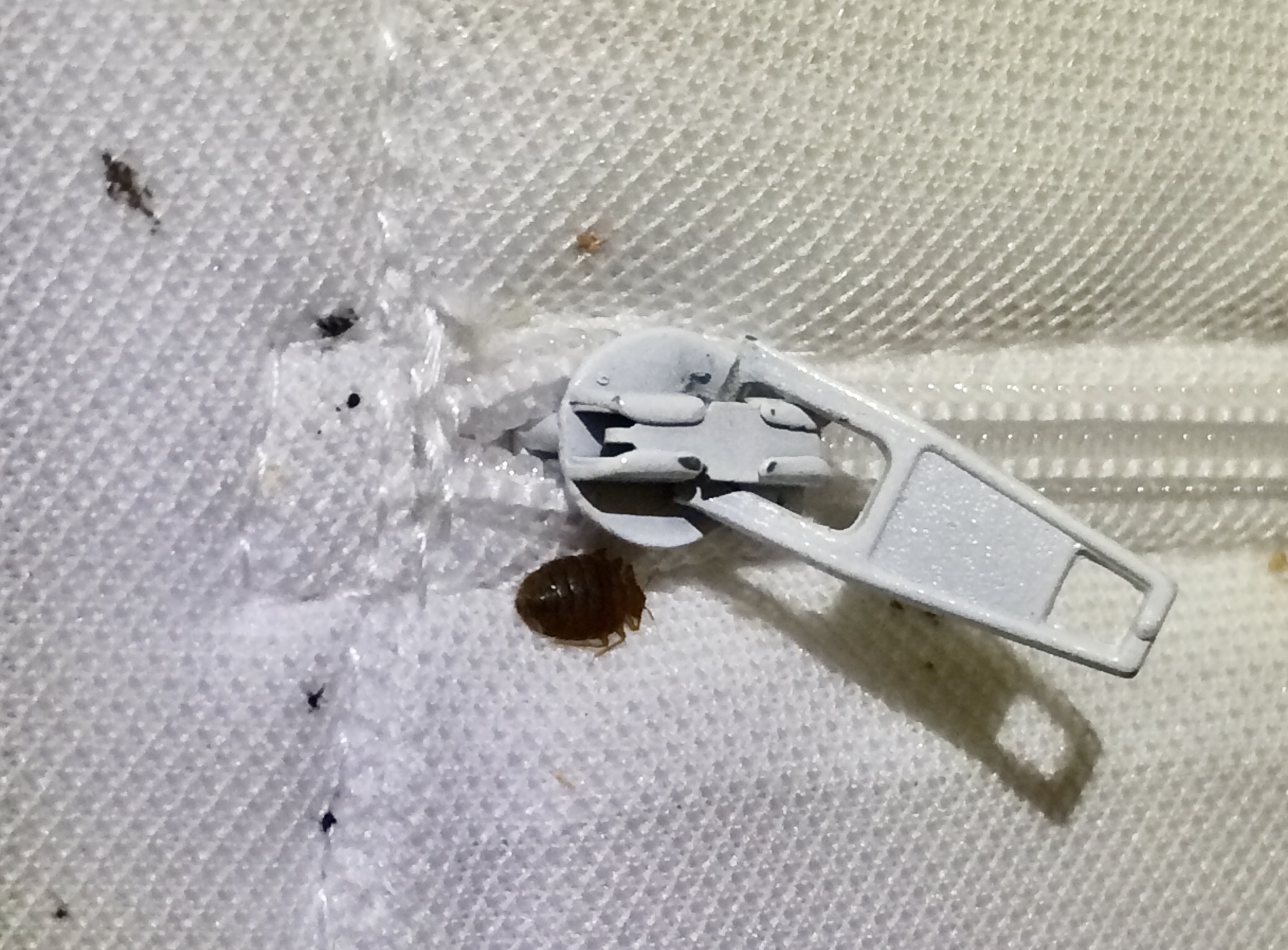 Don't Let the Bed Bugs Bite - Allison Pest Control - Since 1917