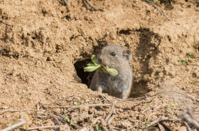 Rodent Prevention in Monmouth County, NJ - Allison Pest Control - Since ...