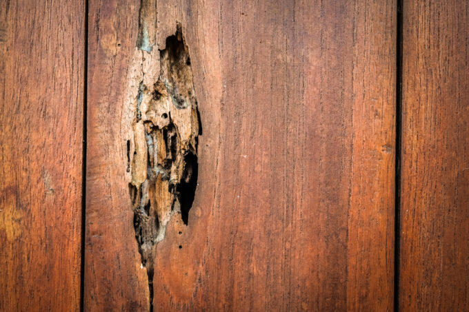 Termite Exterminator in Monmouth County, New Jersey - Allison Pest ...