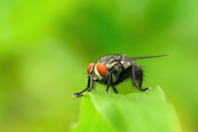 Why Are There So Many Flies in My House This Fall? - Allison Pest ...