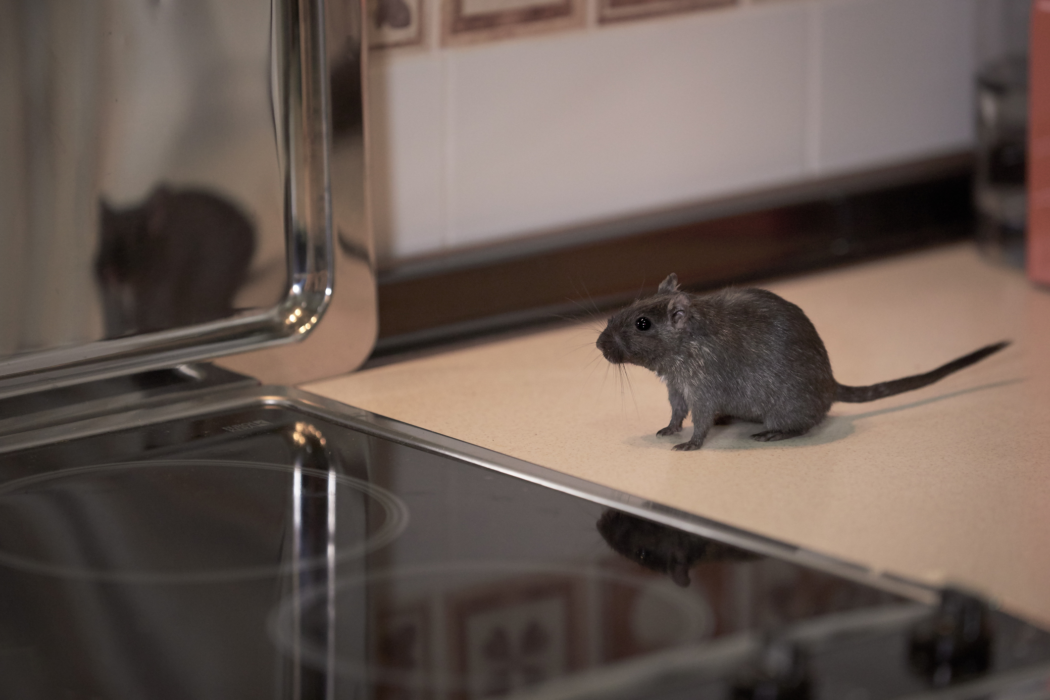 The Uninvited Houseguest: Signs of a Mouse Infestation - Allison Pest ...